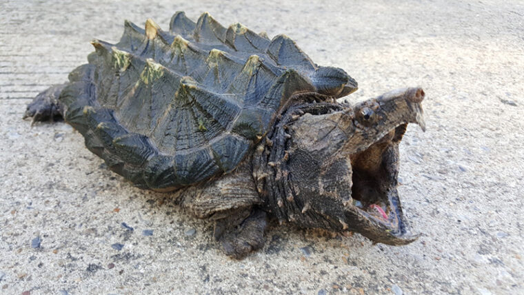 Do Turtles Bite People? What to Do if It Happens | Hepper Pet Resources
