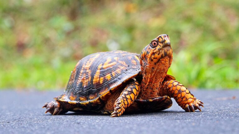 Eastern Box Turtle: Pictures, Facts, Diet & Care Guide | Hepper Pet ...