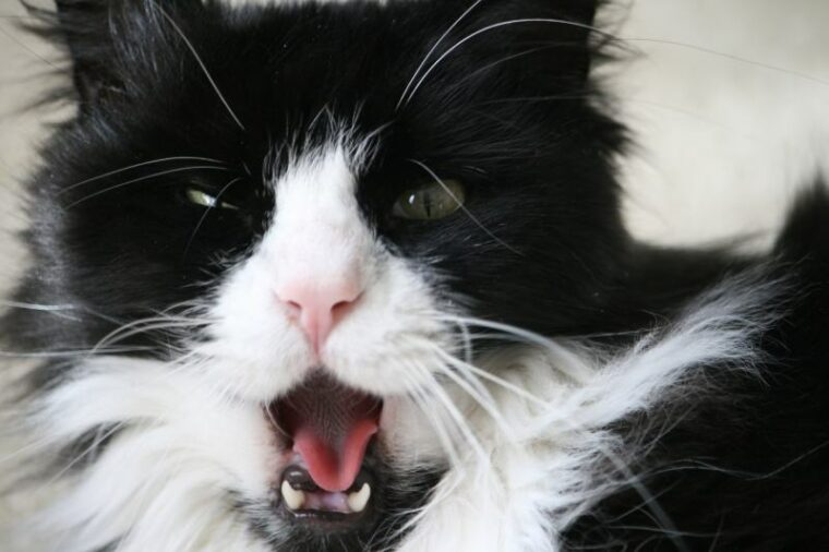 Are Tuxedo Cats Aggressive? Facts & Common Behavior | Hepper Pet Resources