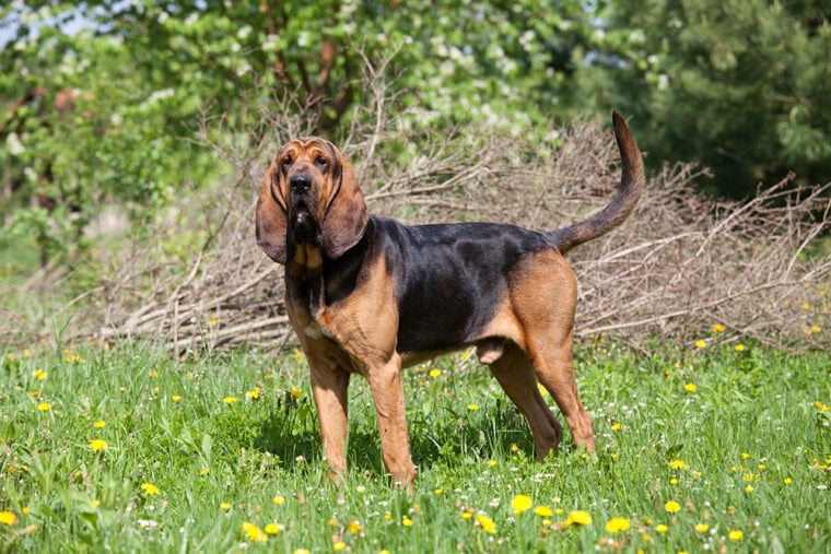 4 Amazing Bloodhound Colors Plus Coat Care Tips (With Pictures ...