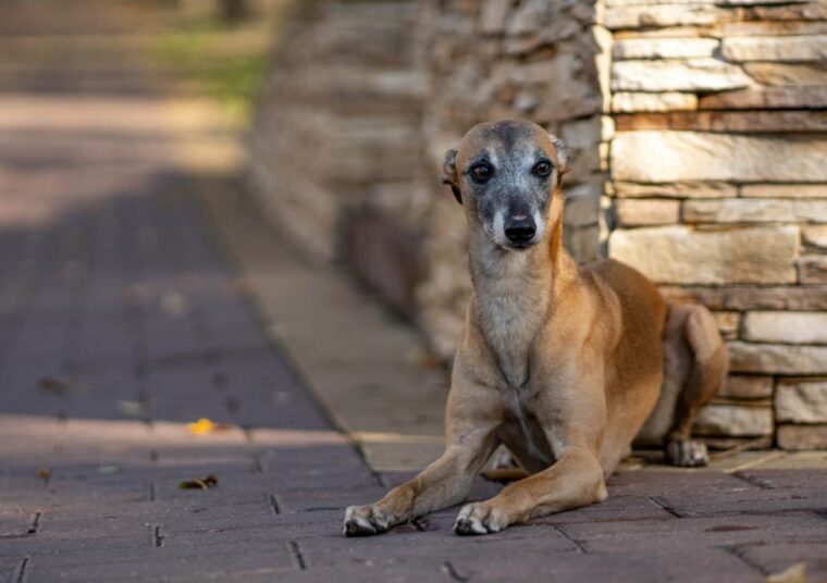 12 Whippet Colors & Markings (With Pictures) | Hepper Pet Resources