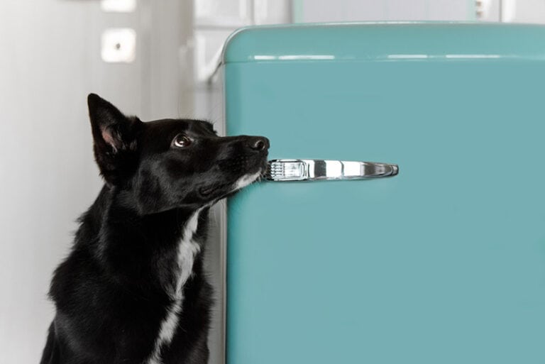 How To Store Homemade Dog Food: 6 Vet-Approved Tips | Hepper Pet Resources
