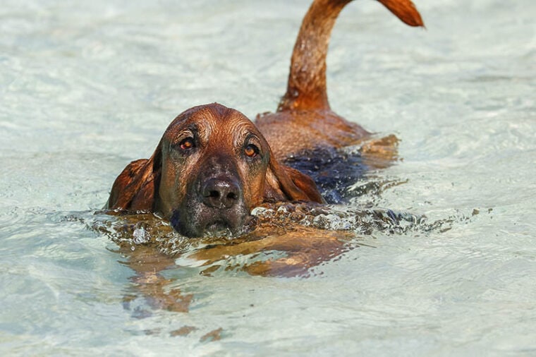 10 Bloodhound Mixed Breeds (With Info & Pictures) | Hepper Pet Resources