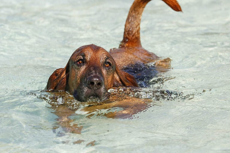 10 Bloodhound Mixed Breeds (With Info & Pictures) | Hepper Pet Resources
