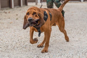 4 Amazing Bloodhound Colors Plus Coat Care Tips (With Pictures ...