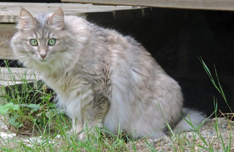 15 Beautiful Turkish Angora Colors & Patterns (With Pictures) | Hepper ...