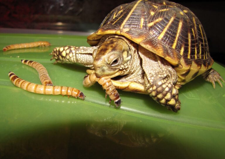 How Long Do Turtles Live? Average Lifespan, Data & Care | Hepper Pet ...