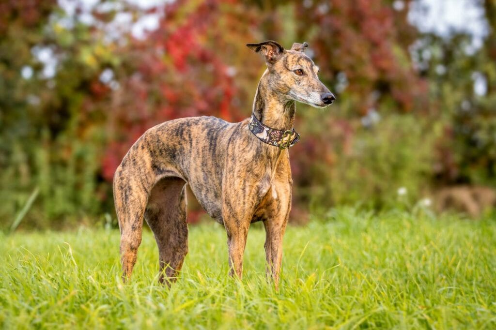 12 Whippet Colors & Markings (With Pictures) | Hepper Pet Resources