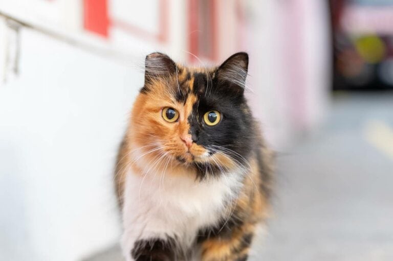 6 Types of Calico Cat (With Info & Pictures) | Hepper Pet Resources