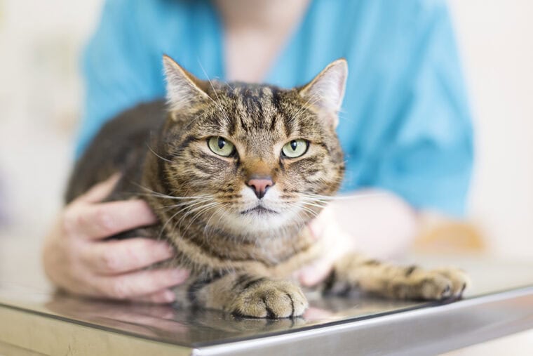 E. Coli Infection in Cats: Vet Explained Causes, Signs & Treatments ...