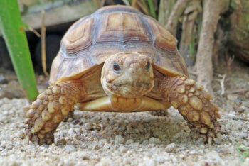 Tortoise vs. Turtle: Differences & Comparison (With Pictures) | Hepper ...