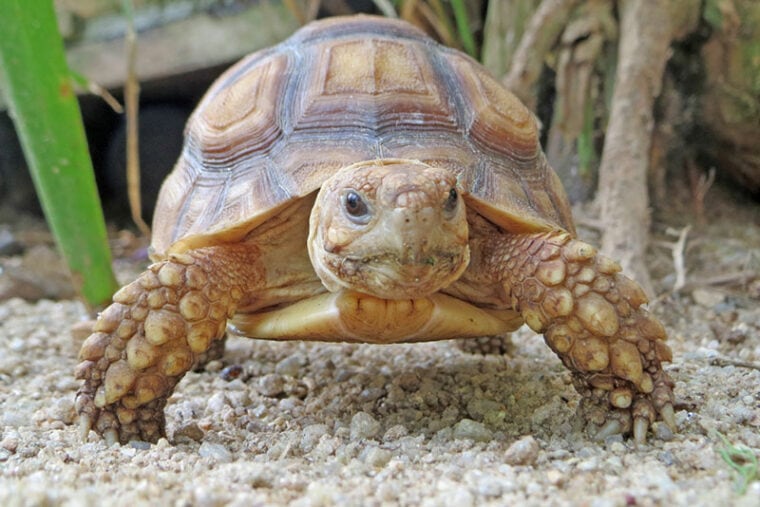 Tortoise vs. Turtle: Differences & Comparison (With Pictures) | Hepper ...