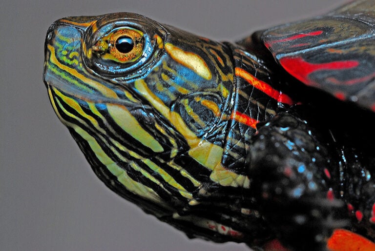 Can Turtles See Color? Vet-Approved Facts & FAQ | Hepper Pet Resources