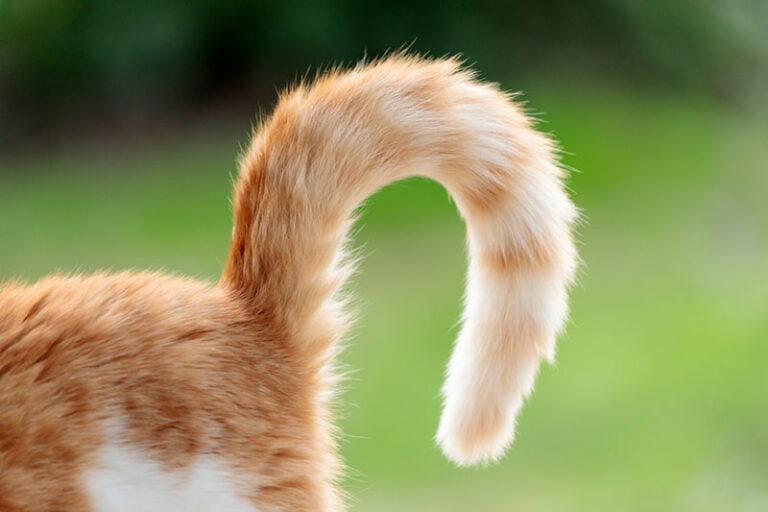 Do Cats Have Bones in Their Tails? Structure, Function & FAQ | Hepper ...
