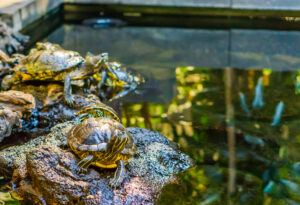 Yellow-Bellied Slider Turtle: Pictures, Facts, Diet & Care Guide ...