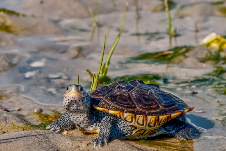 Terrapin vs Turtle: Differences & Comparison (With Pictures) | Hepper ...