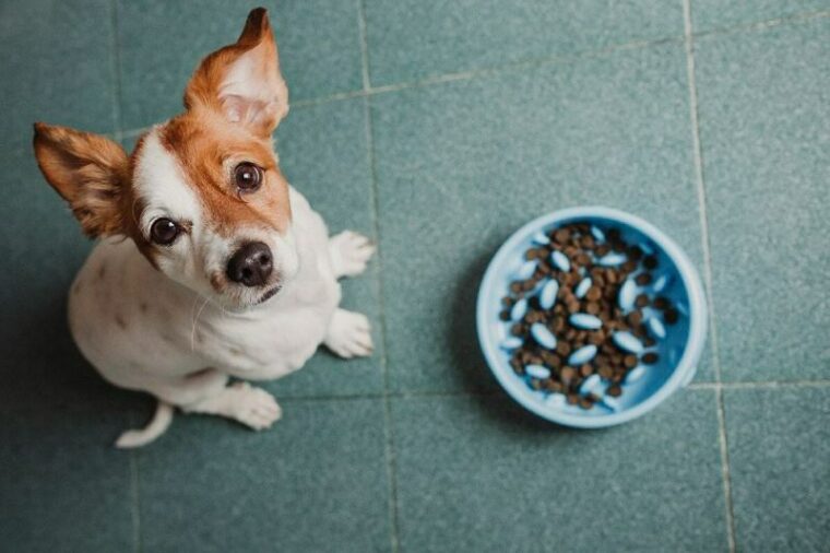 50 Hilarious Dog Jokes: Wholesome Fun for Everyone | Hepper Pet Resources