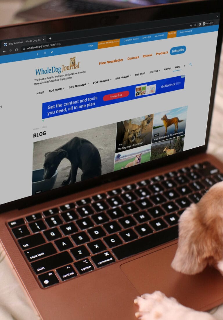 15 Top Dog Blogs You Should Know in 2026 | Hepper Pet Resources