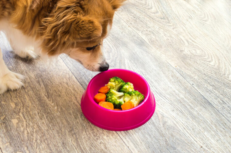 10 Best Vegetables for Dogs: Vet-Approved Options (With Pictures ...