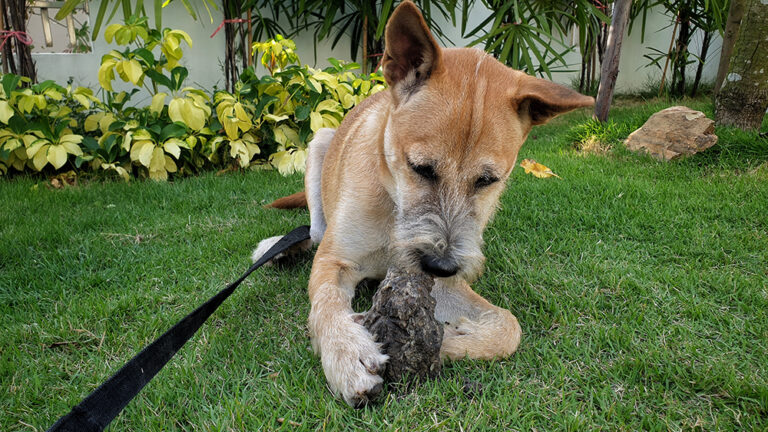 Pica in Dogs: Signs, Causes & Care (Vet Answer) | Hepper Pet Resources