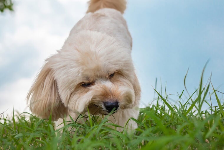 Pica in Dogs: Signs, Causes & Care (Vet Answer) | Hepper Pet Resources