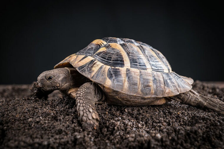 Hermann’s Tortoise: Pictures, Facts, Diet, & Care Guide | Hepper Pet ...
