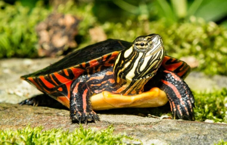 How Big Does a Painted Turtle Get? Average Size & Growth Chart | Hepper ...