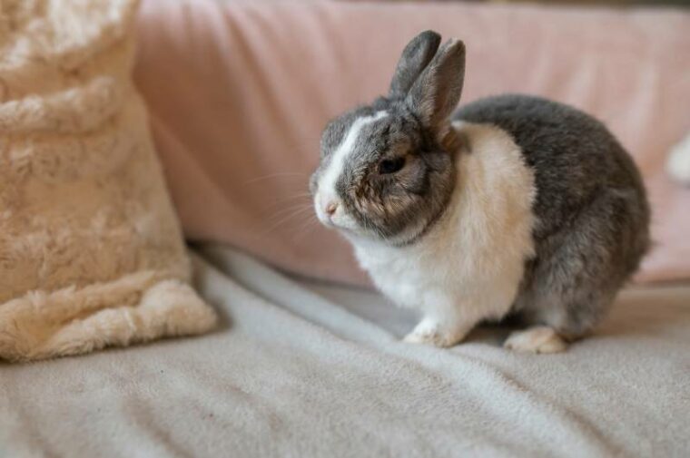 How Long Can You Leave a Rabbit Alone? 7 Vet Approved Tips | Hepper Pet ...