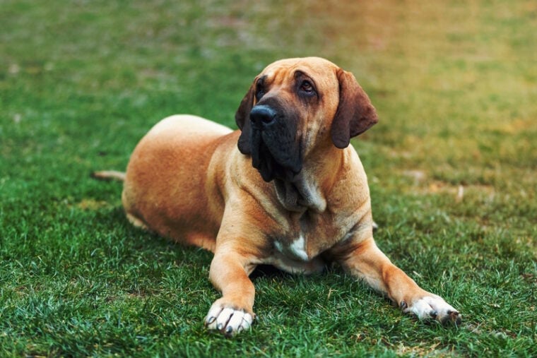 Fila Brasileiro (Brazilian Mastiff): Pictures, Care Guide, Temperament ...