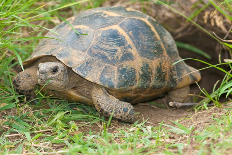 Greek Tortoise: Pictures, Facts, Diet & Care Guide | Hepper Pet Resources