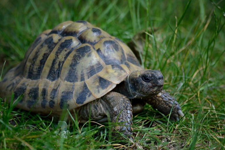 Greek Tortoise: Pictures, Facts, Diet & Care Guide | Hepper Pet Resources