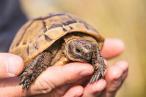 Greek Tortoise: Pictures, Facts, Diet & Care Guide | Hepper Pet Resources