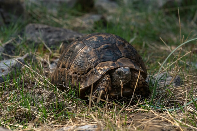 Greek Tortoise: Pictures, Facts, Diet & Care Guide | Hepper Pet Resources