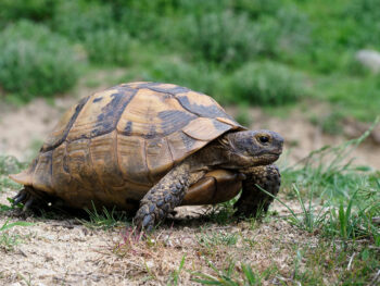 Greek Tortoise: Pictures, Facts, Diet & Care Guide | Hepper Pet Resources