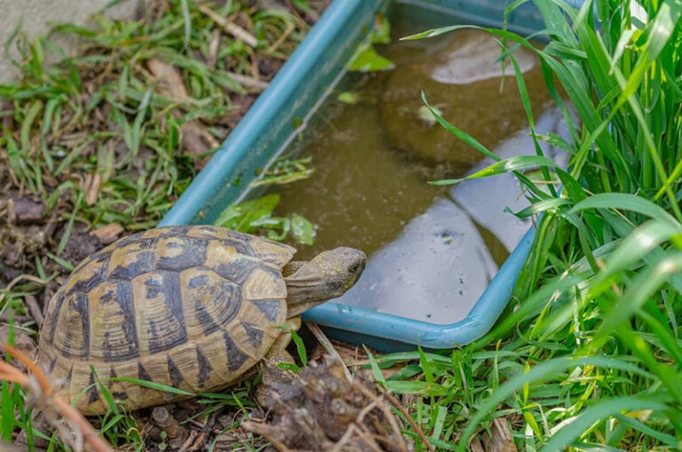 Can Tortoises Swim? Facts & Safety Guide | Hepper Pet Resources