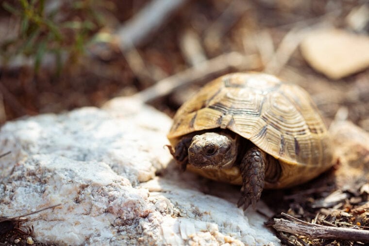 Greek Tortoise: Pictures, Facts, Diet & Care Guide | Hepper Pet Resources
