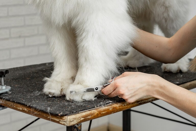 How to Clean Your Dog's Paws in 6 Easy Steps: Vet Approved Advice ...