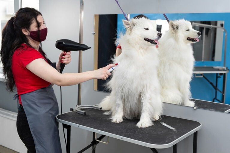 How Long Do Samoyeds Live? Average Lifespan, Data & Care Guide | Hepper ...
