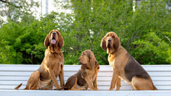 4 Amazing Bloodhound Colors Plus Coat Care Tips (With Pictures ...