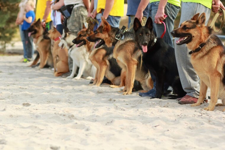 German Shepherd Day 2026: When It Is & How to Celebrate | Hepper Pet ...