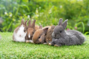 12 Adorable Rabbit Colors & Patterns (With Pictures) | Hepper Pet Resources