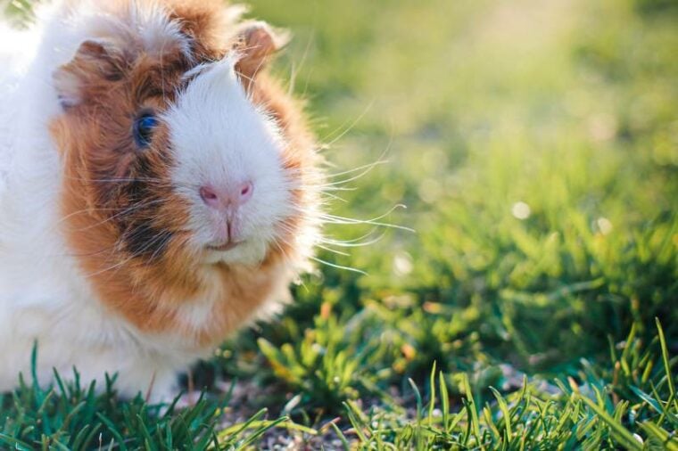 How Do Guinea Pigs See? Vet-Reviewed Vision Facts & FAQs | Hepper Pet ...