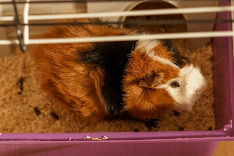 How to Potty Train Guinea Pigs: Guide, Benefits, & Tips | Hepper Pet ...