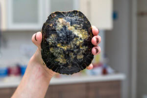 Turtle Shell Rot: Signs, Causes & Treatment (Vet Answer) | Hepper Pet ...