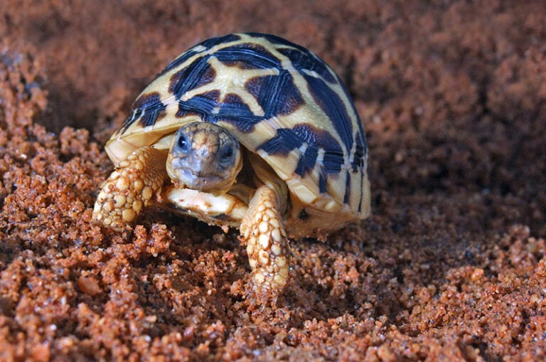 20 Incredible Tortoise Facts: Appearance, Habitat, Diet & More | Hepper ...