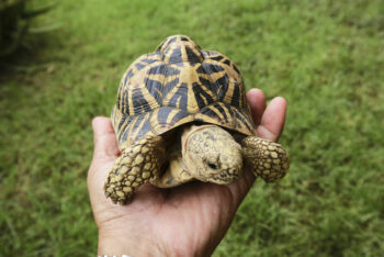 Indian Star Tortoise Info: Pictures, Temperament & Traits | Hepper Pet ...