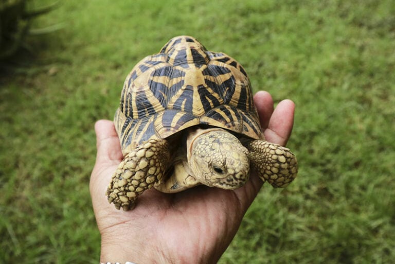 How Long Do Tortoises Live? Vet Reviewed Average Lifespan, Data & Care ...