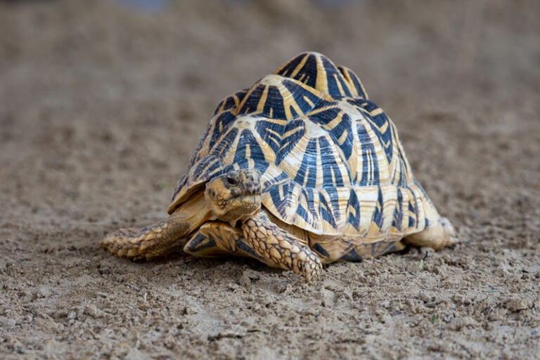 Indian Star Tortoise Info: Pictures, Temperament & Traits | Hepper Pet ...