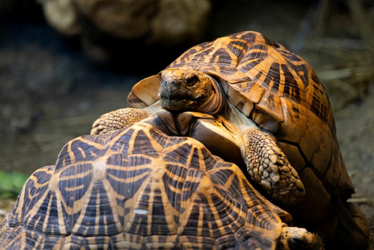 Indian Star Tortoise Info: Pictures, Temperament & Traits | Hepper Pet ...