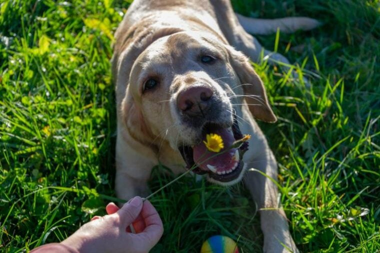 Can Dogs Eat Dandelions? Vet-Verified Facts & Info | Hepper Pet Resources